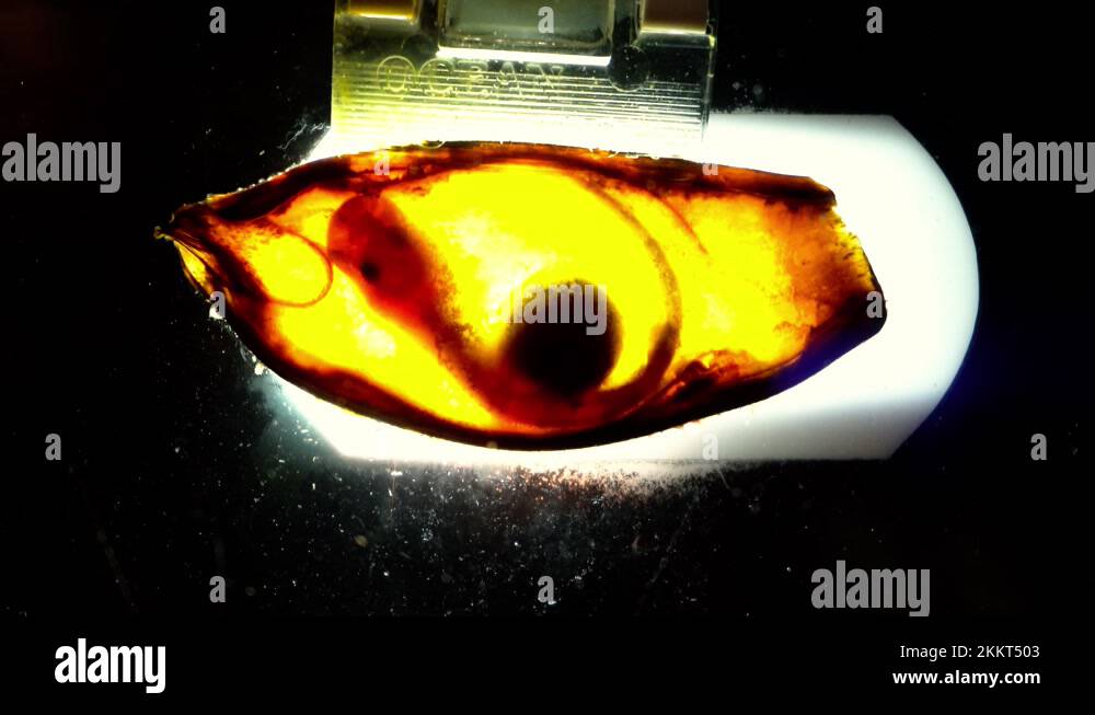 Shark embryo egg Stock Videos & Footage - HD and 4K Video Clips - Alamy