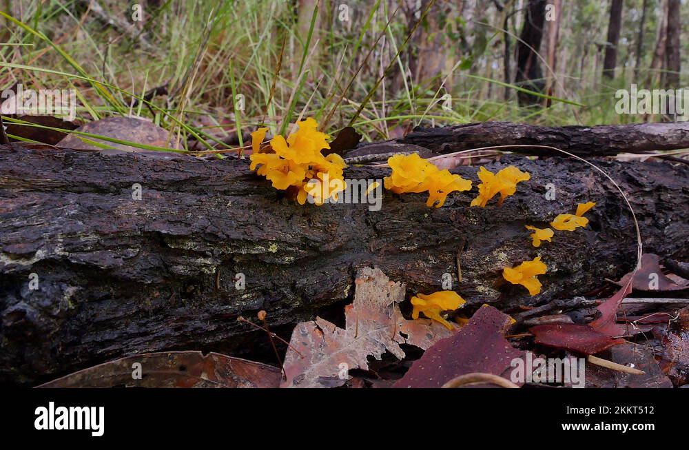 Log tree yellow Stock Videos & Footage - HD and 4K Video Clips - Alamy