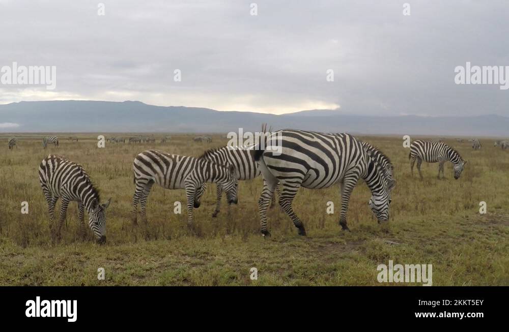 Zebra family Stock Videos & Footage - HD and 4K Video Clips - Alamy