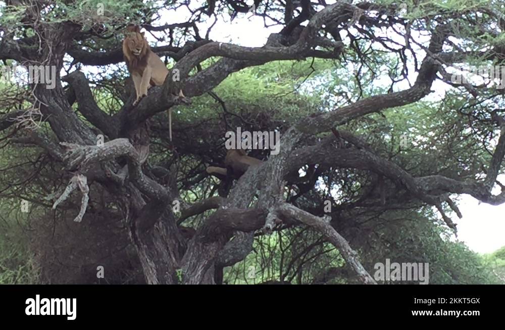 Lion on a tree Stock Videos & Footage - HD and 4K Video Clips - Alamy