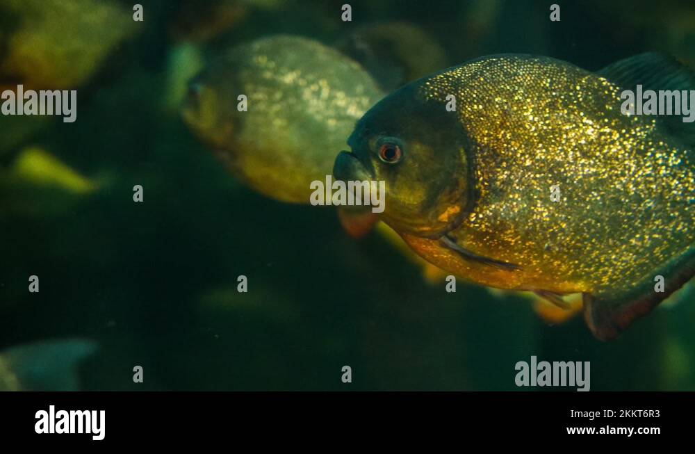 Pirana Stock Videos & Footage - HD and 4K Video Clips - Alamy