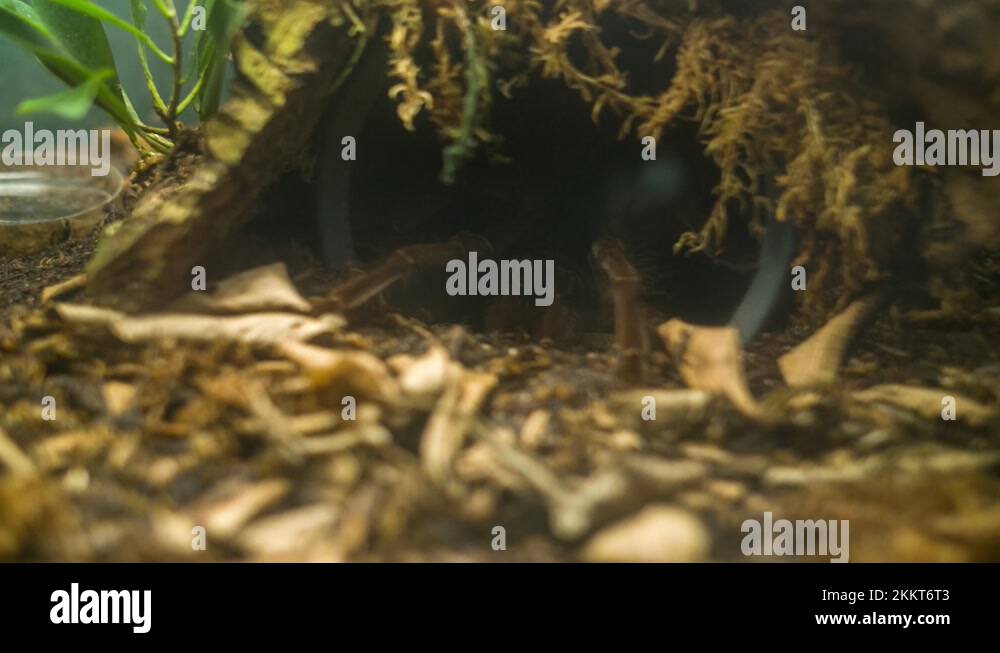 Spider eater Stock Videos & Footage - HD and 4K Video Clips - Alamy