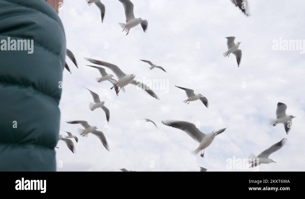 Bread for birds Stock Videos & Footage - HD and 4K Video Clips - Alamy