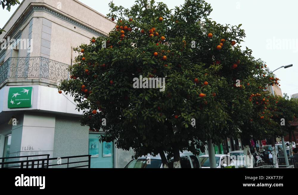 Citrusplant Stock Videos & Footage - HD and 4K Video Clips - Alamy