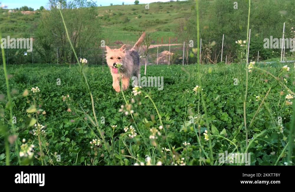 Very happy dog Stock Videos & Footage - HD and 4K Video Clips - Alamy