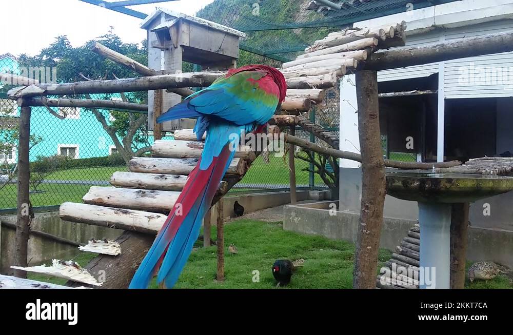 Eating parrot Stock Videos & Footage - HD and 4K Video Clips - Alamy