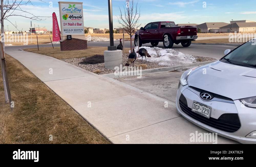 Stip mall Stock Videos & Footage - HD and 4K Video Clips - Alamy