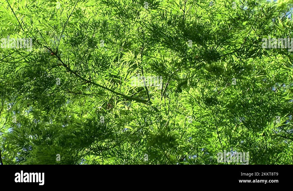 Leaves of the Lace Leaf Japanese Maple Tree (Acer palmatum var ...