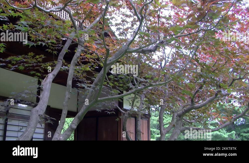 Japanese maple tree house Stock Videos & Footage - HD and 4K Video ...