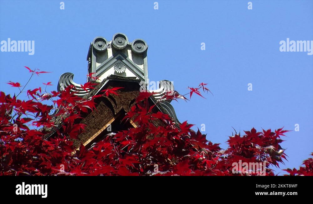 Red bark maple Stock Videos & Footage - HD and 4K Video Clips - Alamy