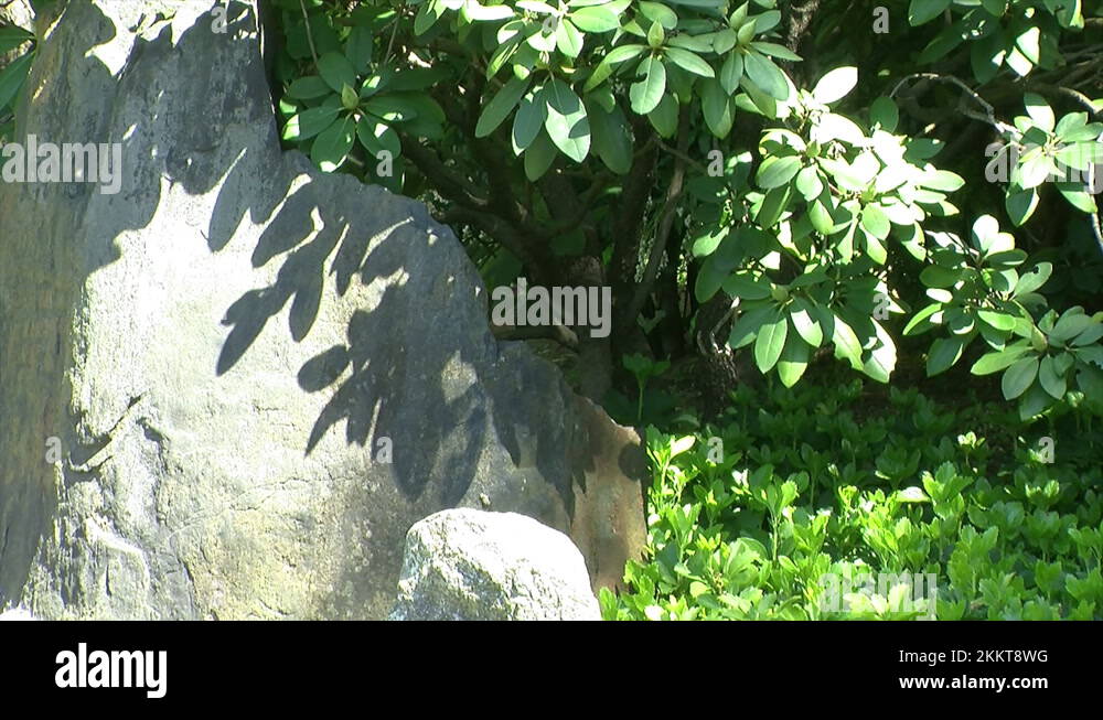 Rhododendron leaves cast shadows on a decorative rock in a Japanese ...