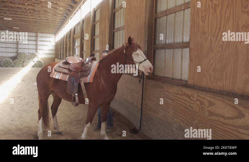 Red horse with rider Stock Videos & Footage - HD and 4K Video Clips - Alamy