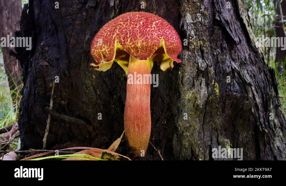 Red and yellow scales Stock Videos & Footage - HD and 4K Video Clips ...