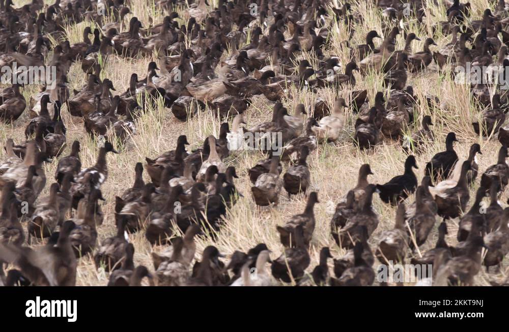 Birds following leader Stock Videos & Footage - HD and 4K Video Clips ...