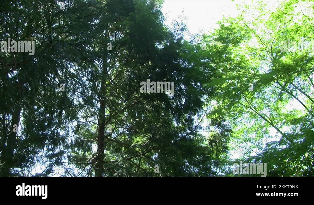Canopy of deciduous trees Stock Videos & Footage - HD and 4K Video ...