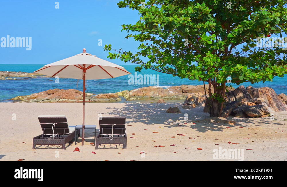 Parasol tree Stock Videos & Footage - HD and 4K Video Clips - Alamy