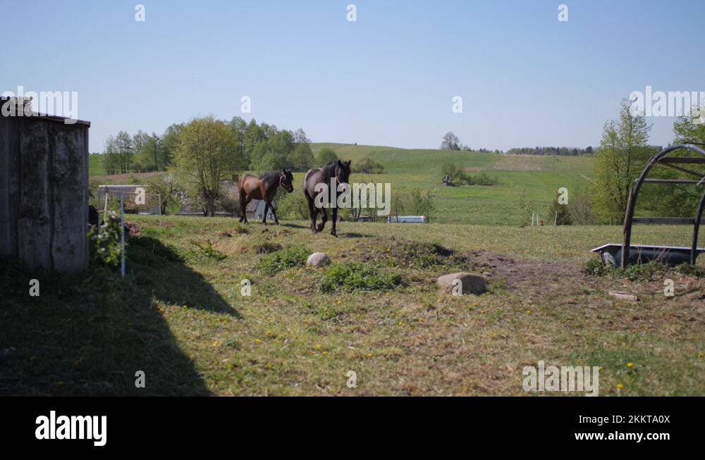 Horse yard horse Stock Videos & Footage - HD and 4K Video Clips - Alamy