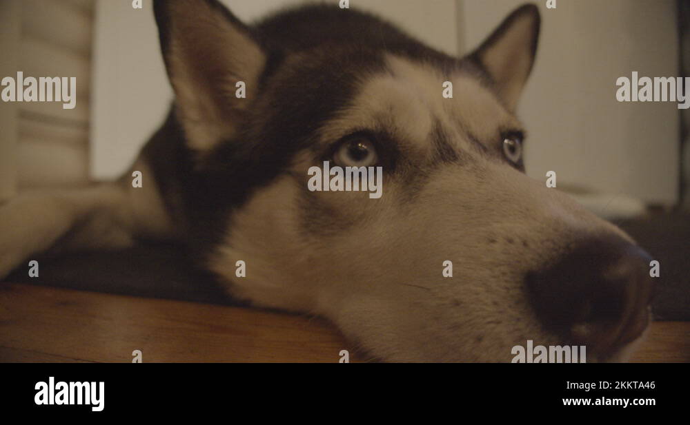 Scary husky Stock Videos & Footage - HD and 4K Video Clips - Alamy