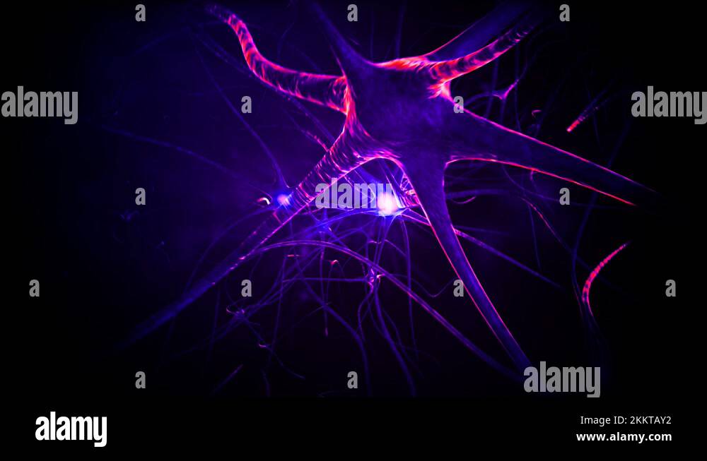 Illustration human neuron anatomy Stock Videos & Footage - HD and 4K ...