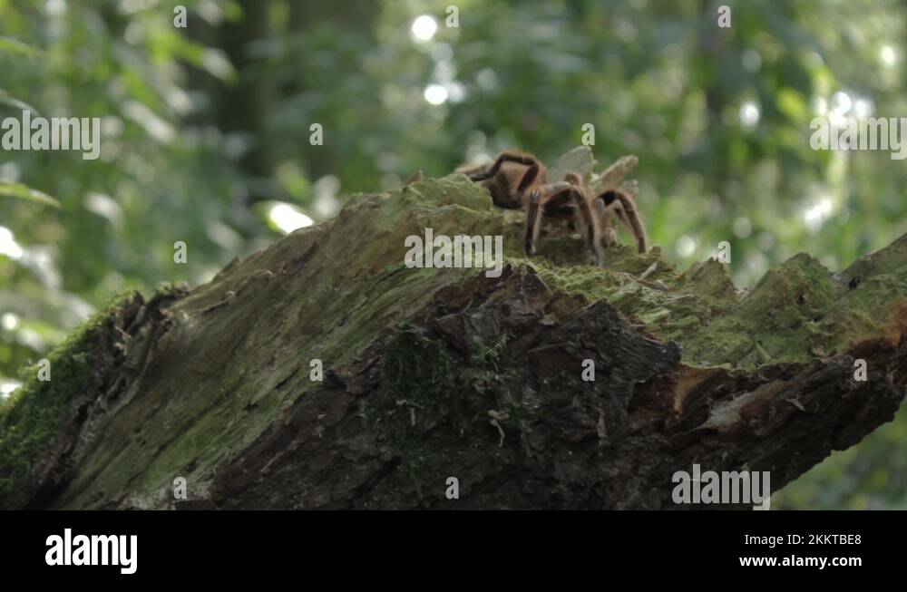 Track Right to Reveal Tarantula on a tree stump - 20 Second Version ...
