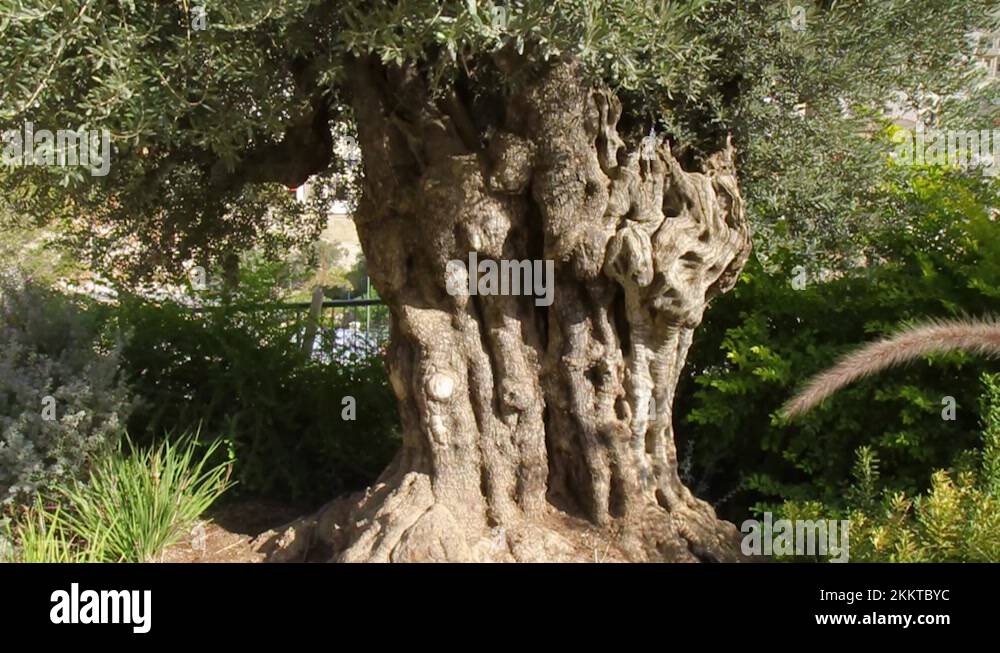 Jesus plant tree Stock Videos & Footage - HD and 4K Video Clips - Alamy