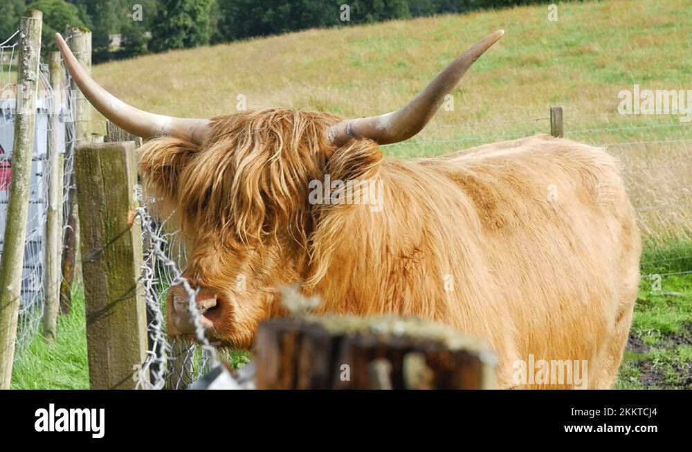 Highland cow river Stock Videos & Footage - HD and 4K Video Clips - Alamy