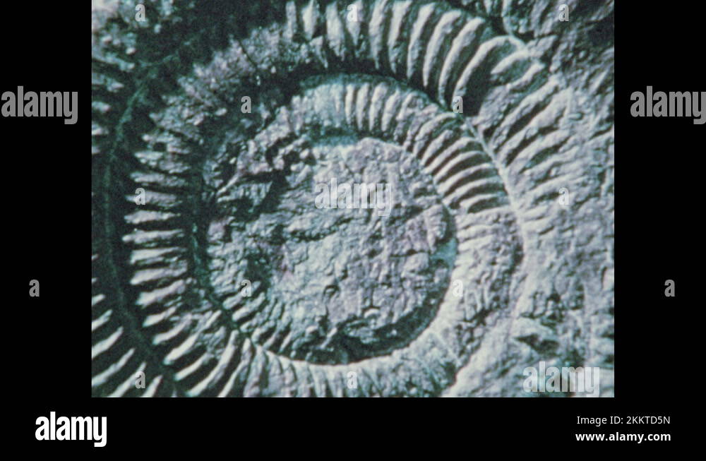 Man fossil rock Stock Videos & Footage - HD and 4K Video Clips - Alamy