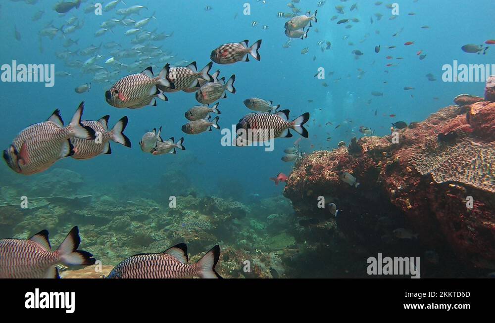 Squirrel fish Stock Videos & Footage - HD and 4K Video Clips - Alamy