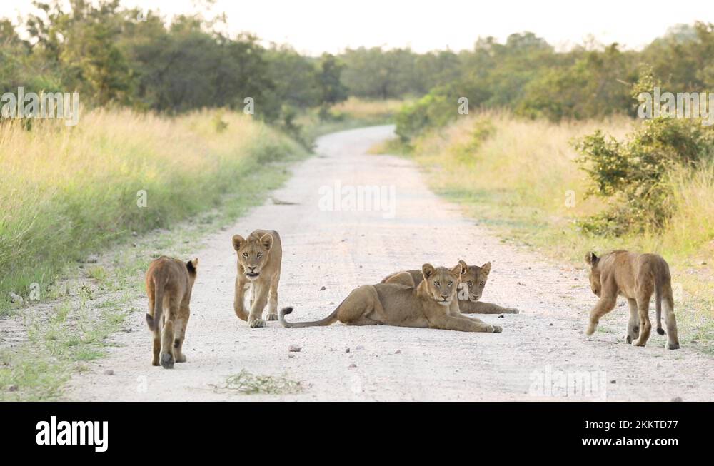 Are these five lion Stock Videos & Footage - HD and 4K Video Clips - Alamy