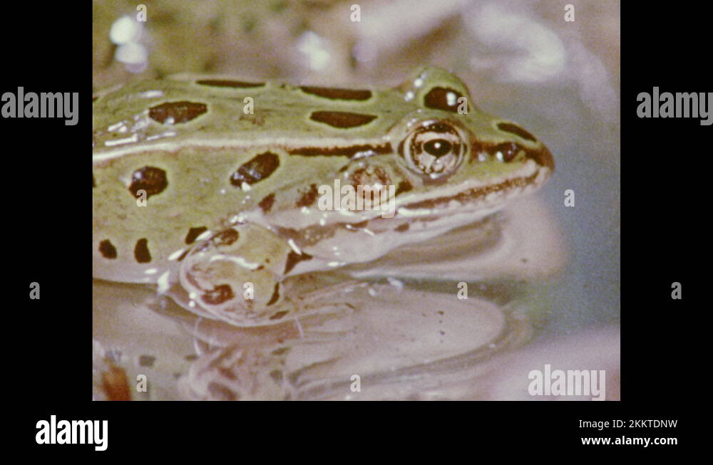 Frogs lifecycle Stock Videos & Footage - HD and 4K Video Clips - Alamy