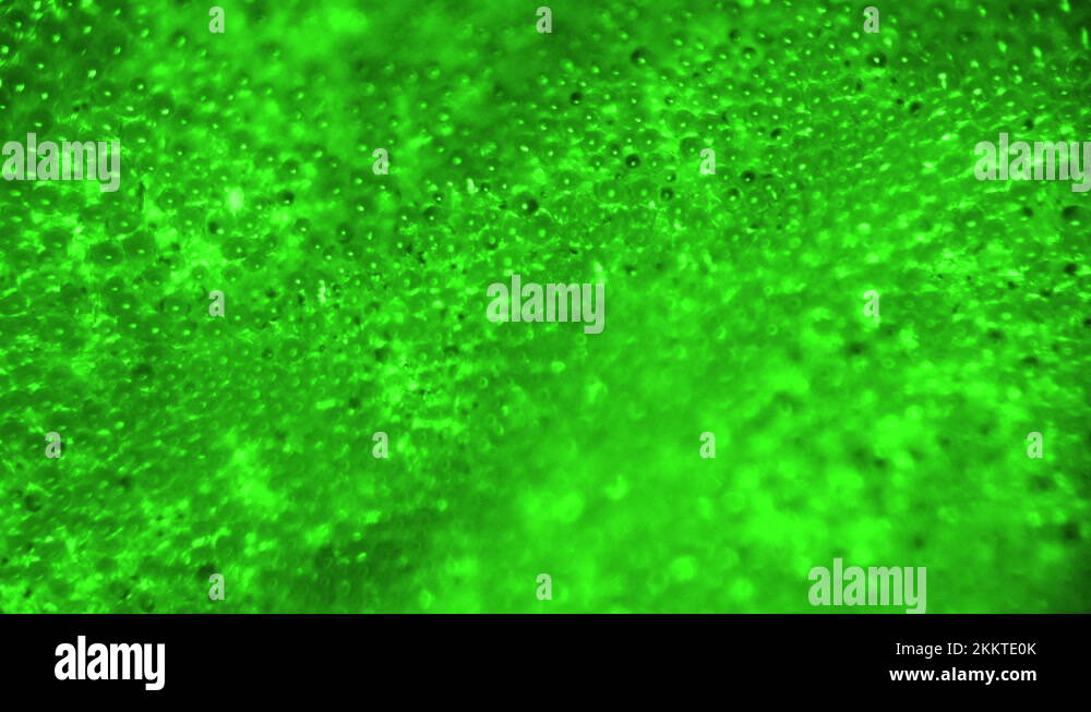 Plant microscope chlorophyll Stock Videos & Footage - HD and 4K Video ...