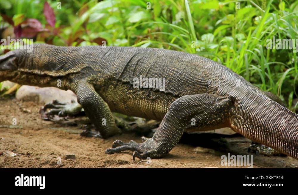 Big Monitor Goanna lizard slowly stepping through Sumatran Forest ...