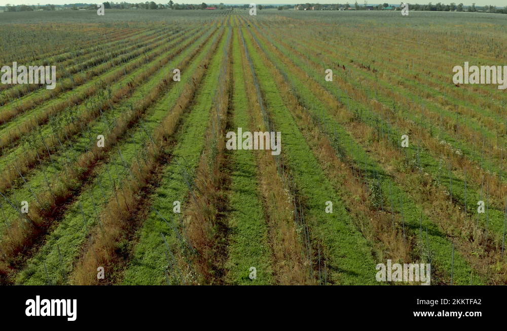 Apple Orchard Aerial View. Flying High Above an Apple Orchard. Flying A ...