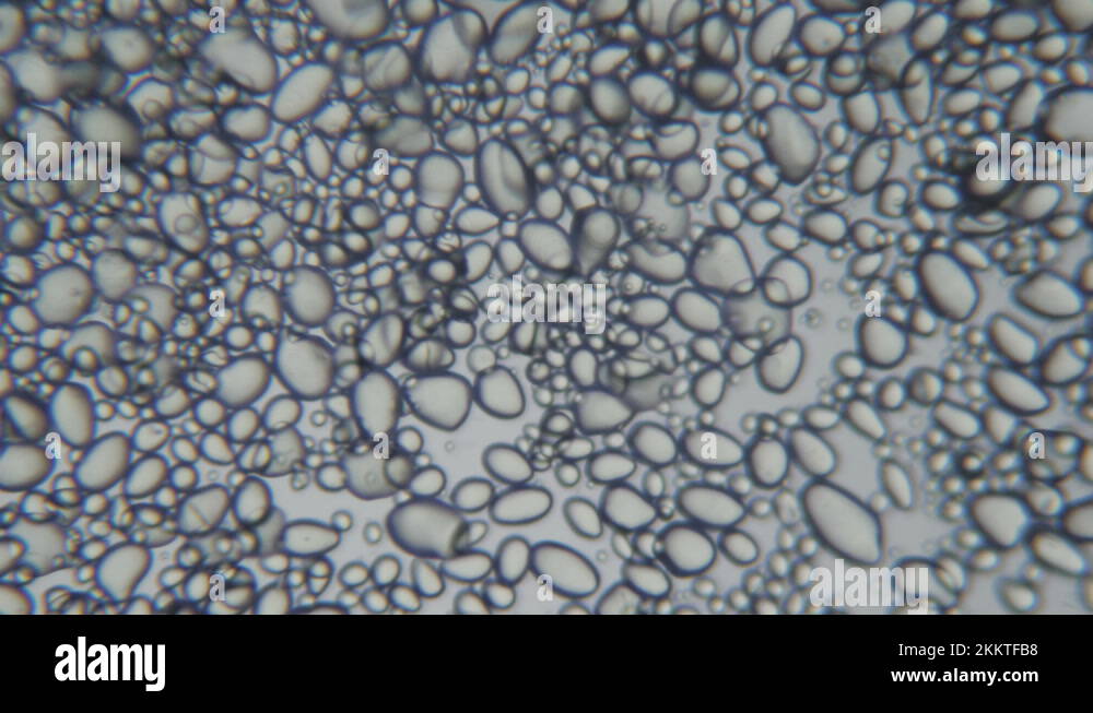 Starch granules Stock Videos & Footage - HD and 4K Video Clips - Alamy