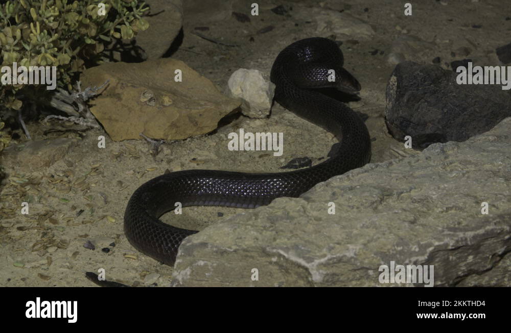 Desert black cobra Stock Videos & Footage - HD and 4K Video Clips - Alamy