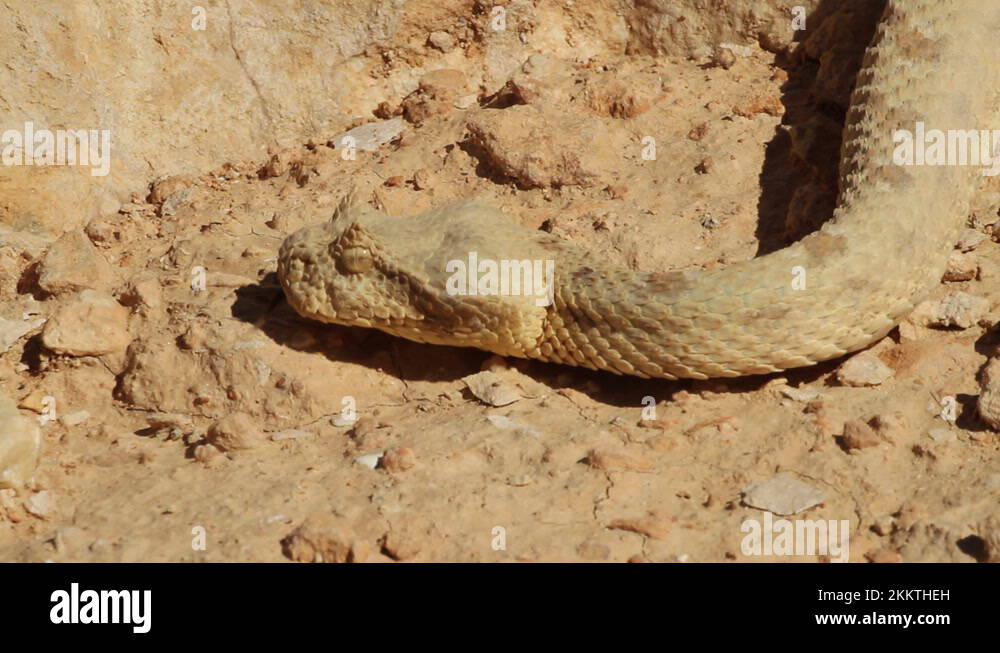 Desert viper Stock Videos & Footage - HD and 4K Video Clips - Alamy