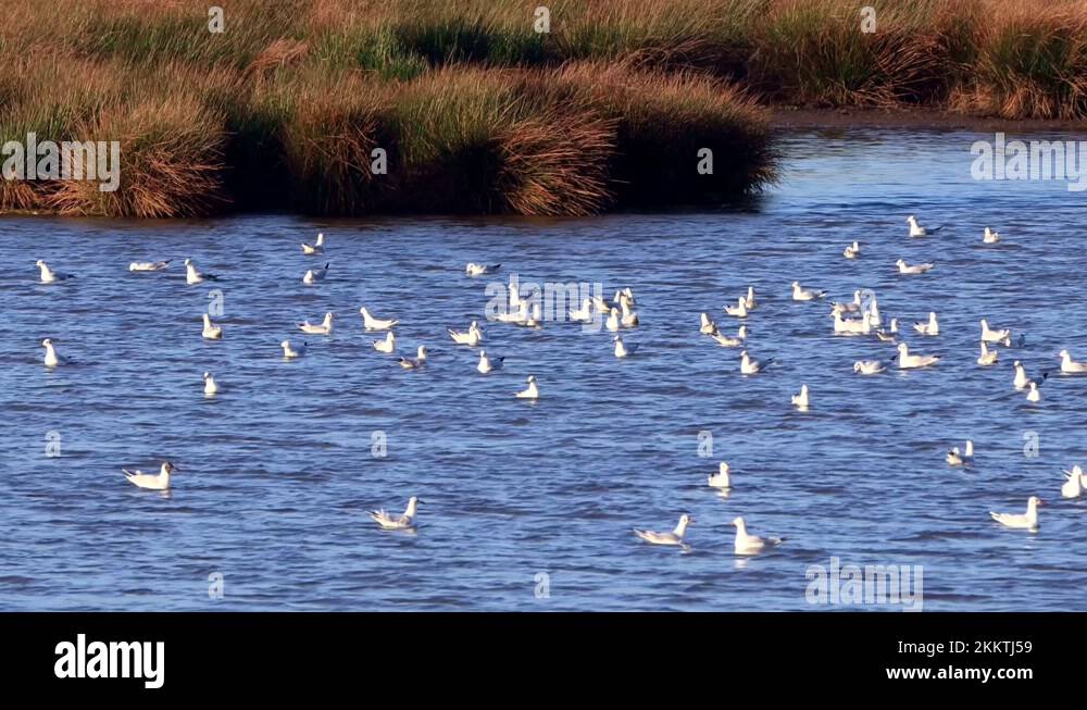 Water nature reserve Stock Videos & Footage - HD and 4K Video Clips - Alamy