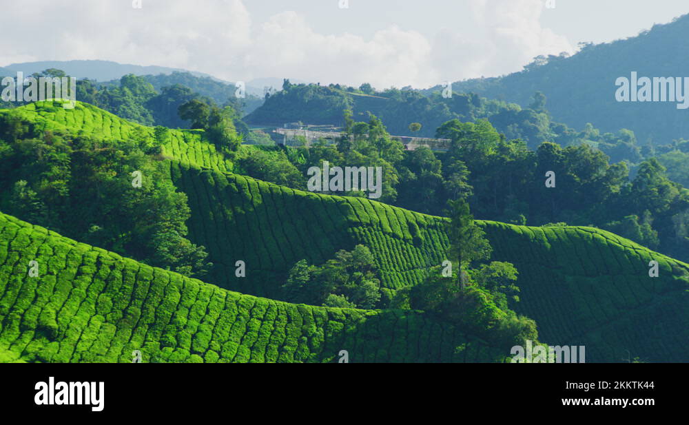 A Breathtaking View Of Tea Plantations in The Cameron Highlands ...