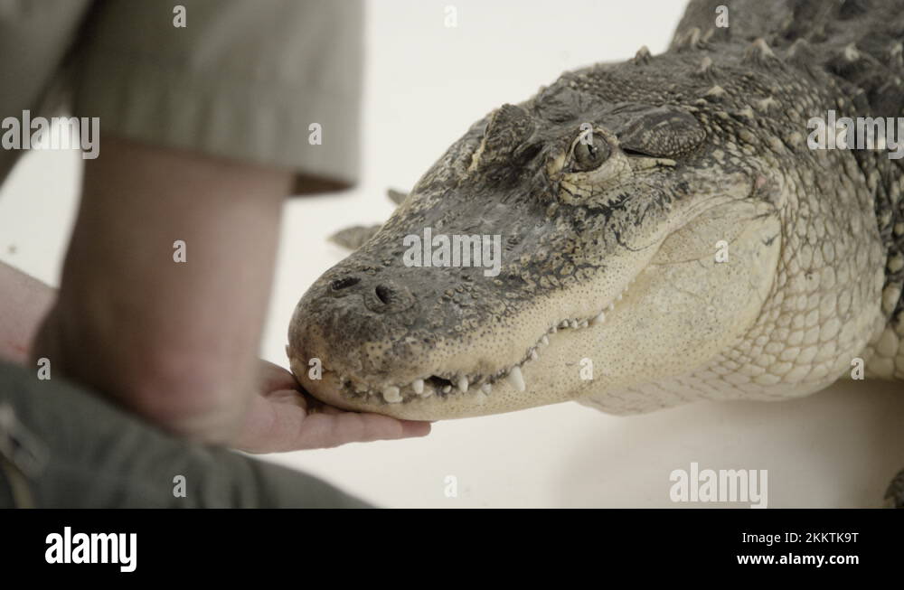 Gentle predator Stock Videos & Footage - HD and 4K Video Clips - Alamy