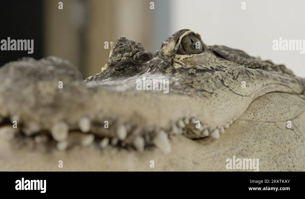 American alligator teeth Stock Videos & Footage - HD and 4K Video Clips ...