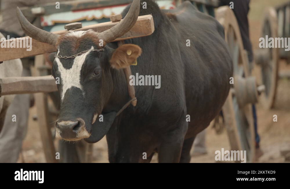Black Zebu bull stands under wooden yoke of wagon, looks around Stock ...