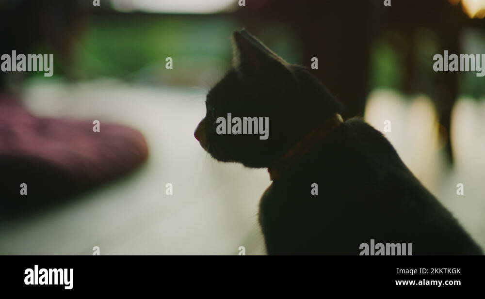 Tibetan cat Stock Videos & Footage - HD and 4K Video Clips - Alamy