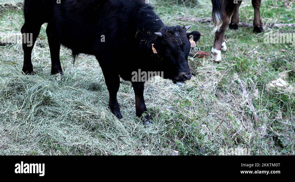 Bretonne pie noir Stock Videos & Footage - HD and 4K Video Clips - Alamy