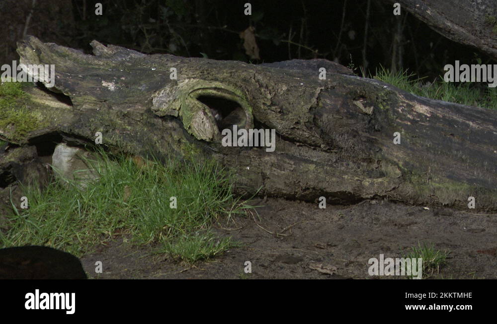 Putorius putorius Stock Videos & Footage - HD and 4K Video Clips - Alamy