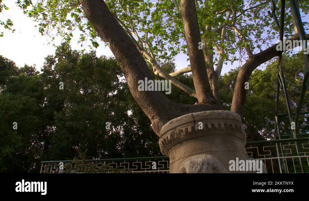 The tree of hippocrates Stock Videos & Footage - HD and 4K Video Clips ...