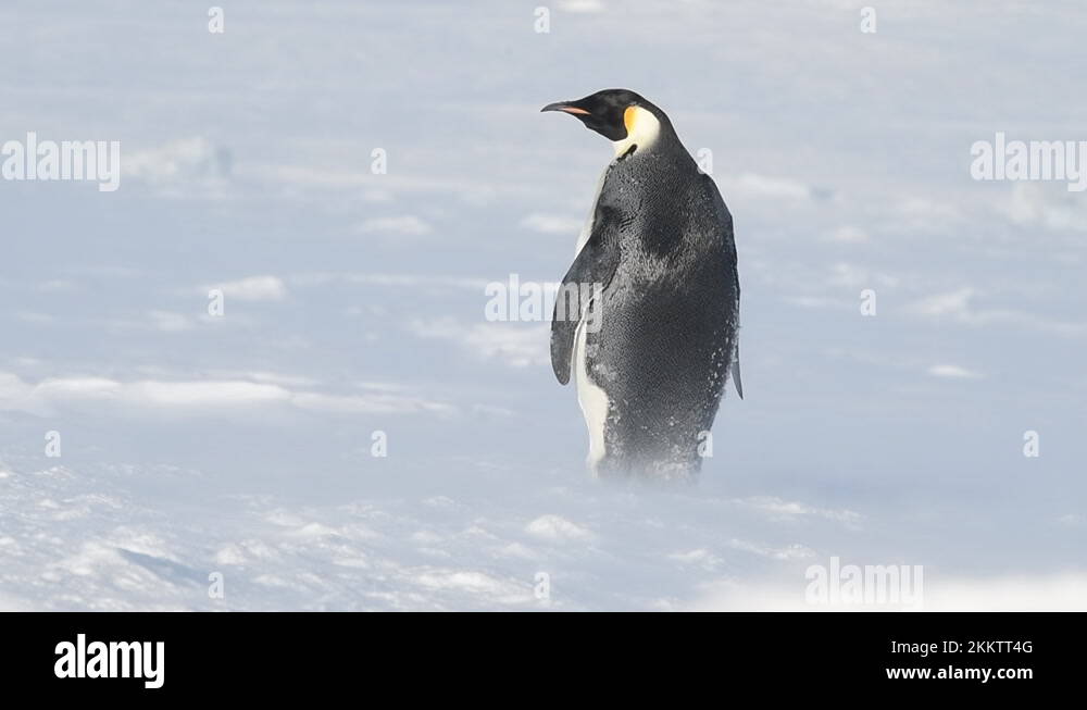 Emperor penguin snow Stock Videos & Footage - HD and 4K Video Clips - Alamy