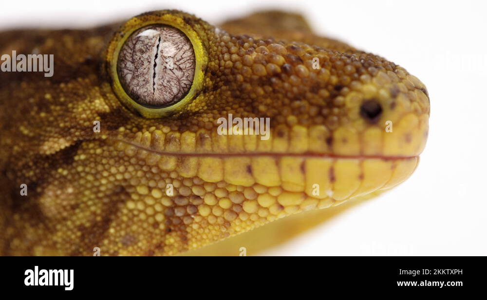 Tokay gecko - extreme close up on side profile of face and beautiful ...