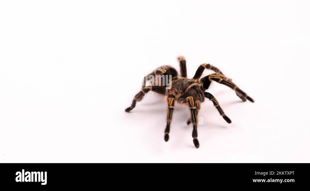 Tarantula spider walks in loop on white background showing face and ...