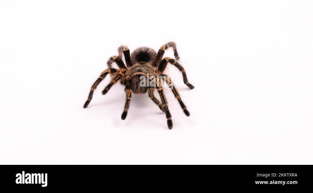 Tarantula spider walking on Stock Videos & Footage - HD and 4K Video ...