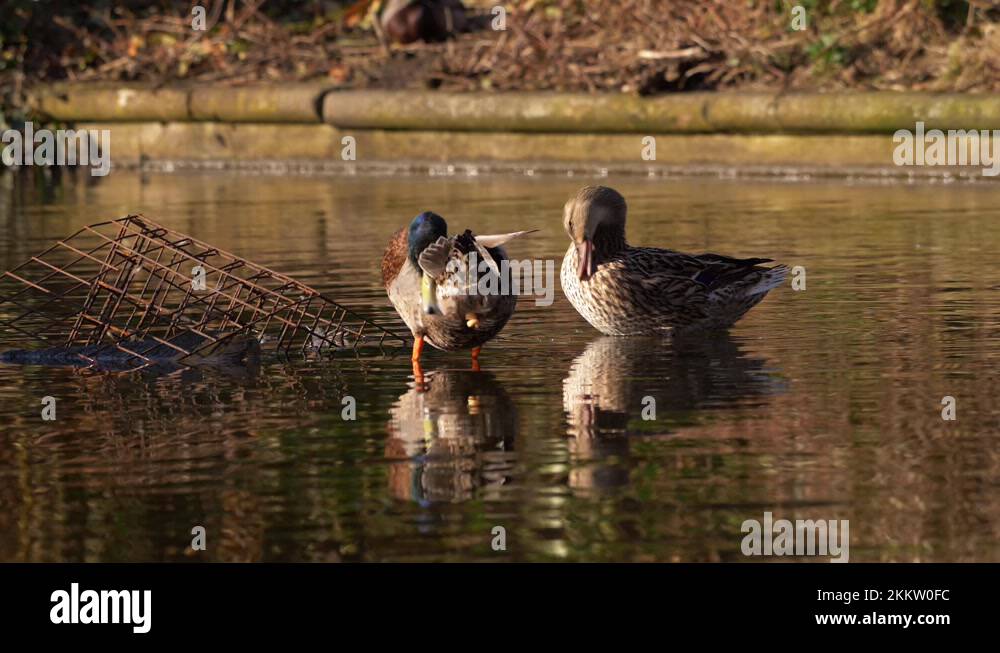 Mallard ducks hen and drake at mating season Stock Video Footage - Alamy
